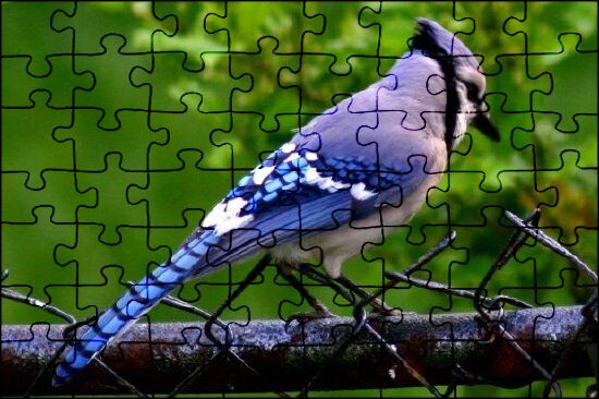 Jay Jigsaw Puzzles Online | JSPuzzles.com