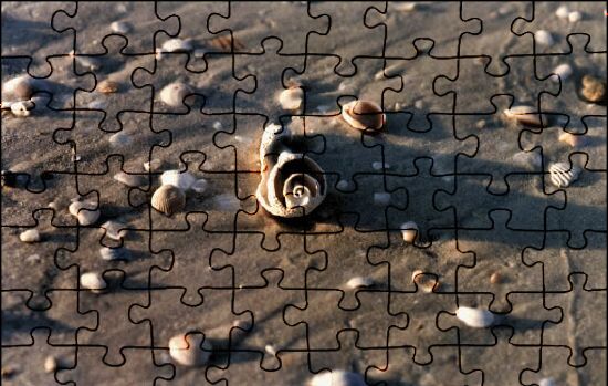 Shell Jigsaw Puzzle Online | Jspuzzles.Com