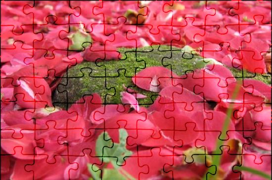 Flower Jigsaw Puzzles Online | JSPuzzles.com