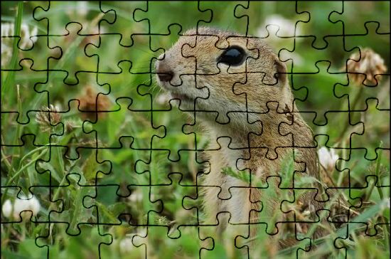 Rodent Jigsaw Puzzle Online | Jspuzzles.Com