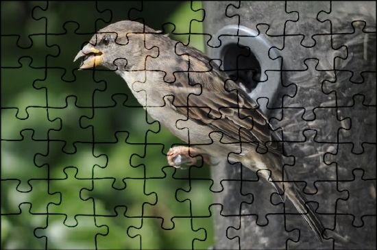 House Sparrow Jigsaw Puzzle Online | Jspuzzles.Com