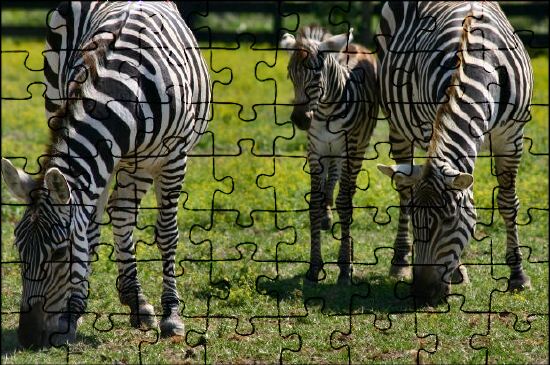 Zebras Jigsaw Puzzle Online | Jspuzzles.Com