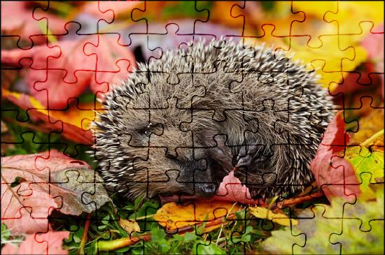 Hedgehog Jigsaw Puzzles Online | JSPuzzles.com - Page 3