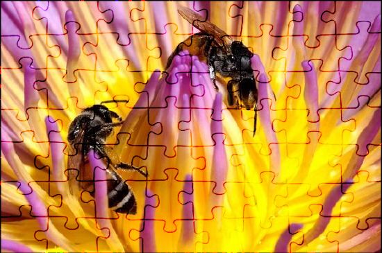 Rompecabezas De Abejas | Jspuzzles.Com