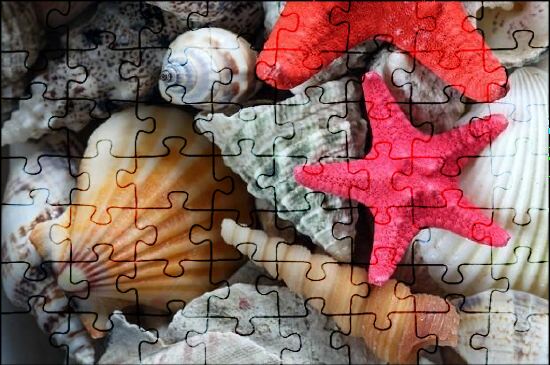 Sea Shells Jigsaw Puzzle Online | Jspuzzles.Com
