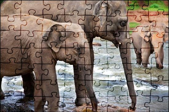 Asian Elephants Jigsaw Puzzle Online | Jspuzzles.Com