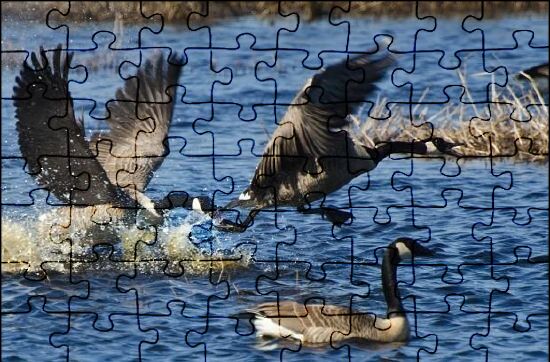 Canada Geese Jigsaw Puzzle Online | Jspuzzles.Com