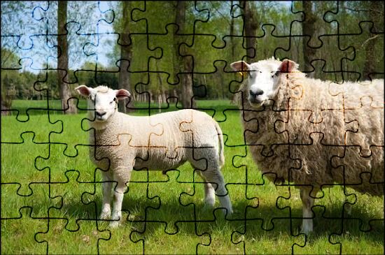 Lamb Jigsaw Puzzle Online | Jspuzzles.Com