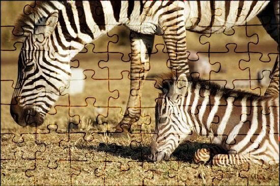 Zebras Jigsaw Puzzle Online | Jspuzzles.Com