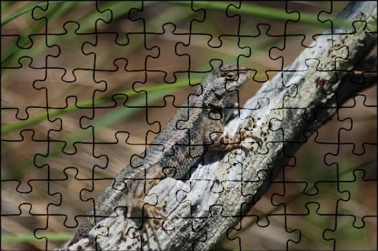 Gecko Jigsaw Puzzles Online | JSPuzzles.com