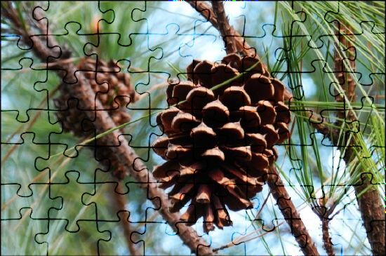 Pine Tree Jigsaw Puzzle Online | Jspuzzles.Com