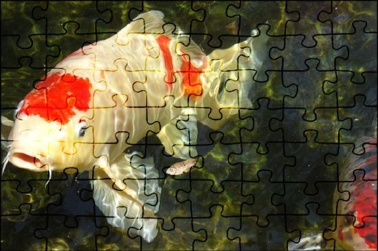 Koi Jigsaw Puzzles Online | JSPuzzles.com