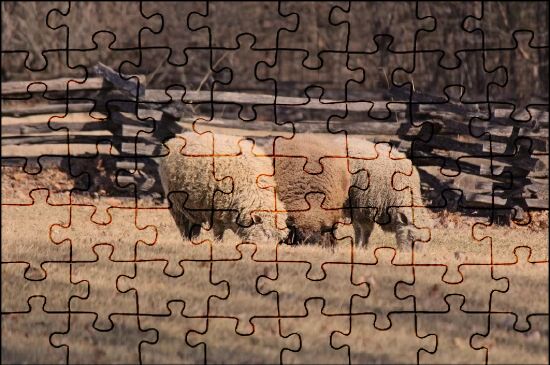 Sheep Jigsaw Puzzle Online | Jspuzzles.Com