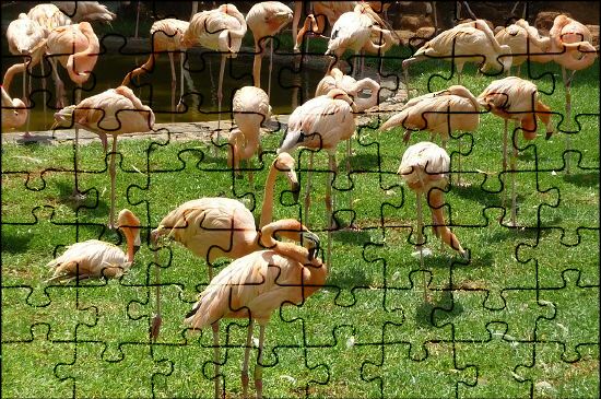 Flamingo Jigsaw Puzzle Online | Jspuzzles.Com