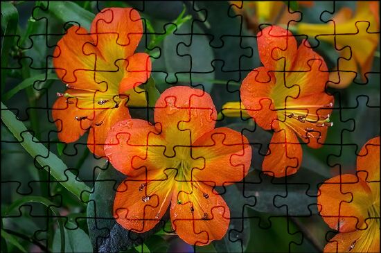 Orchid Jigsaw Puzzle Online | Jspuzzles.Com