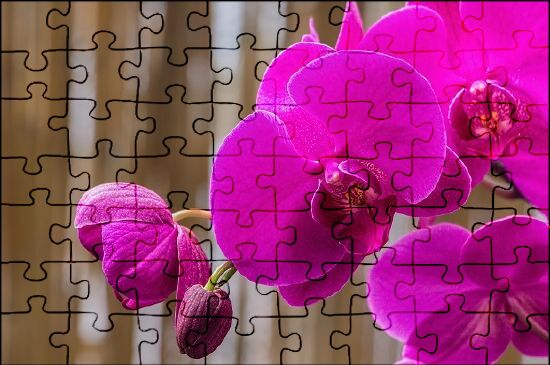 Orchid Jigsaw Puzzle Online | Jspuzzles.Com