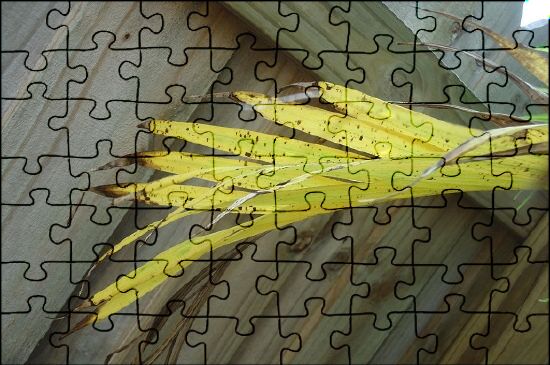 Puzzle Feuille De Palmier Gratuit | Jspuzzles.Com