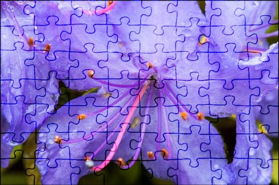 Violet Azalea Jigsaw Puzzle Online | Jspuzzles.Com