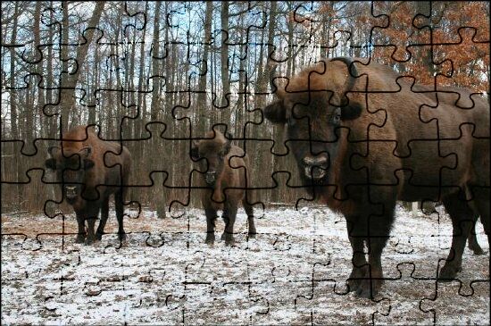 European Bison Jigsaw Puzzle Online | Jspuzzles.Com