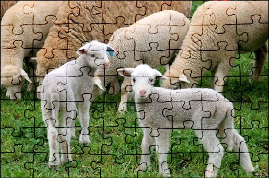 Two Lambs Jigsaw Puzzle Online | Jspuzzles.Com