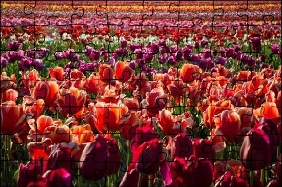 Tulip Farm Jigsaw Puzzle Online | Jspuzzles.Com