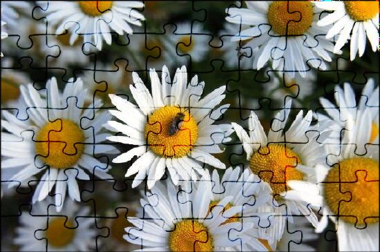 Chamomile Jigsaw Puzzle Online | Jspuzzles.Com