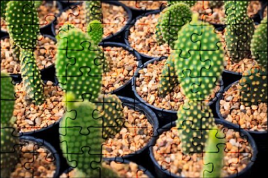 Cactus Jigsaw Puzzles Online | JSPuzzles.com