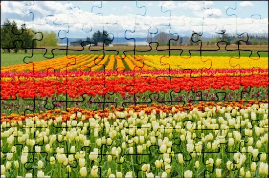 Tulips Jigsaw Puzzle Online | Jspuzzles.Com