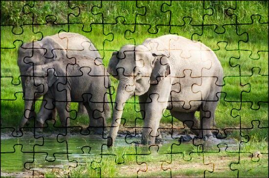 Wild Elephants Jigsaw Puzzle Online | Jspuzzles.Com