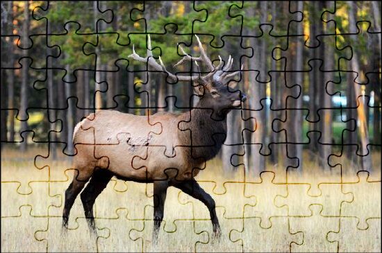 Elk Jigsaw Puzzles Online | JSPuzzles.com