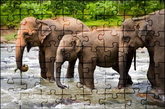 Three Elephants Jigsaw Puzzle Online | Jspuzzles.Com