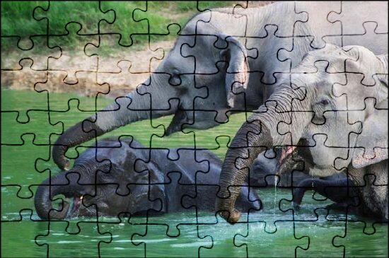 Wild Elephants Jigsaw Puzzle Online | Jspuzzles.Com