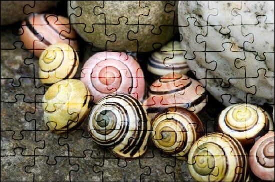 Snail Shells Jigsaw Puzzle Online | Jspuzzles.Com