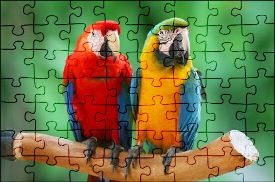 Couple of Beautiful Macaws Jigsaw Puzzle Online | Jspuzzles.Com