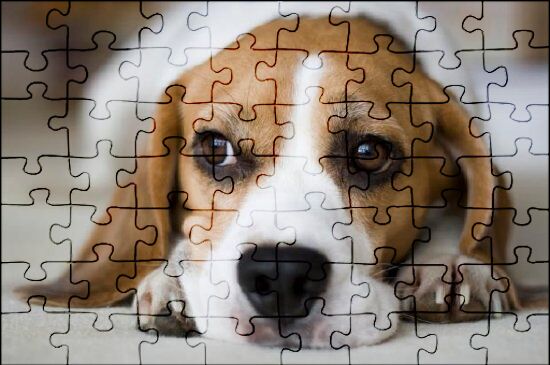 Beagle Jigsaw Puzzles Online | JSPuzzles.com