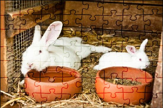White Rabbits Jigsaw Puzzle Online | Jspuzzles.Com