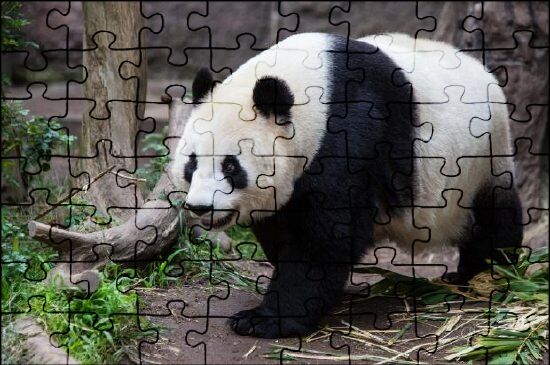 Baby Panda Jigsaw Puzzle Online | Jspuzzles.Com