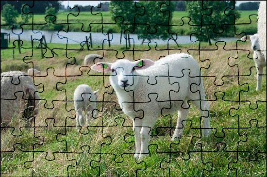 Little Lamb Jigsaw Puzzle Online | Jspuzzles.Com