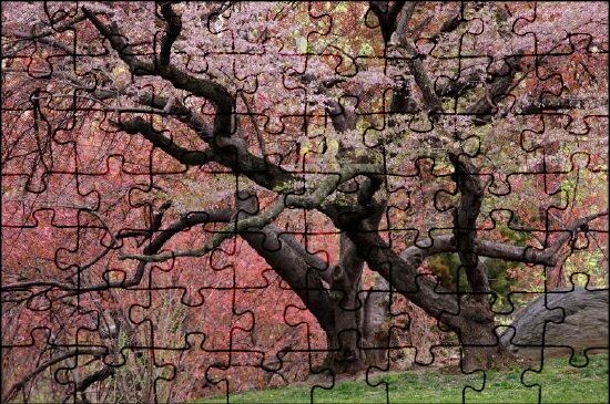 Cherry Tree Jigsaw Puzzle Online | Jspuzzles.Com