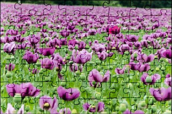 Puzzle Online Papaveri Viola | Jspuzzles.Com