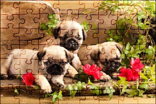 Pug Jigsaw Puzzles Online | JSPuzzles.com