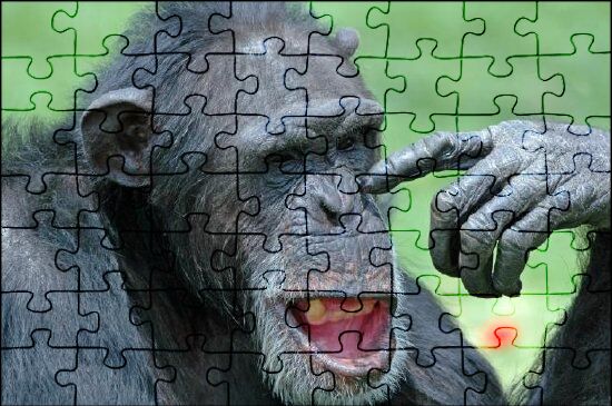Chimp Jigsaw Puzzle Online | Jspuzzles.Com