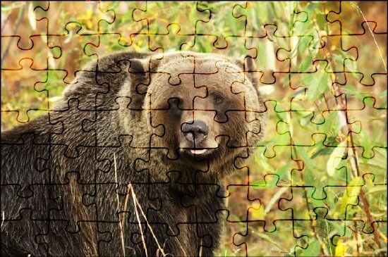 Male Grizzly Bear Jigsaw Puzzle Online | Jspuzzles.Com