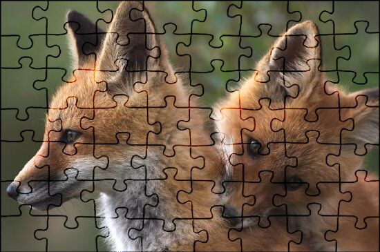 Red Fox Jigsaw Puzzles Online | JSPuzzles.com