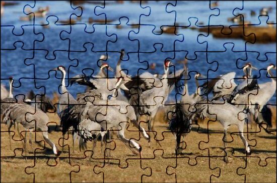 Crane Bird Jigsaw Puzzles Online | JSPuzzles.com