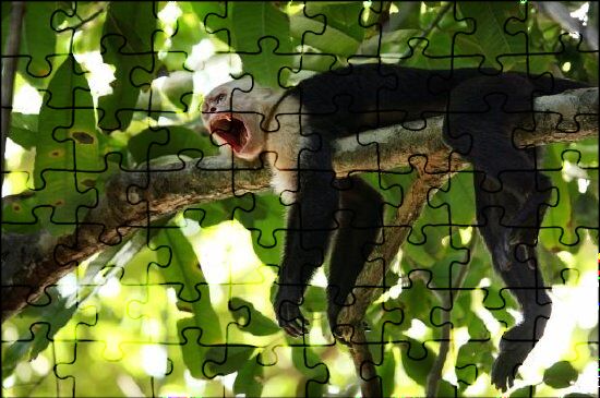 Wütender Affe Puzzle | Jspuzzles.Com