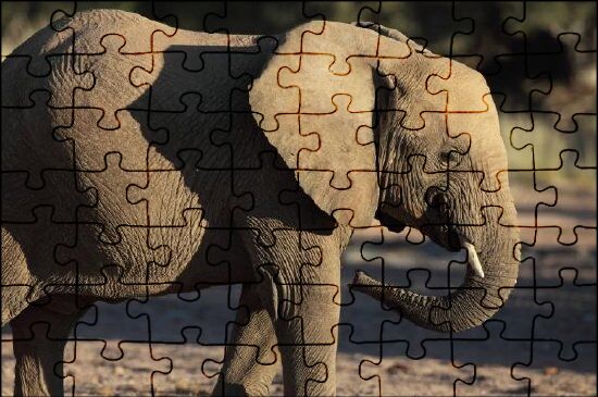 Young of The Elusive Desert Elephant Jigsaw Puzzle Online