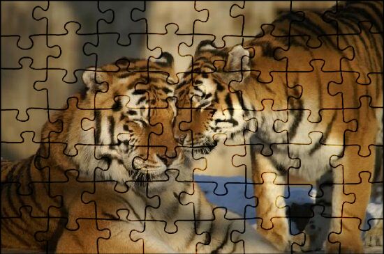 Puzzle Online Due Tigri | Jspuzzles.Com