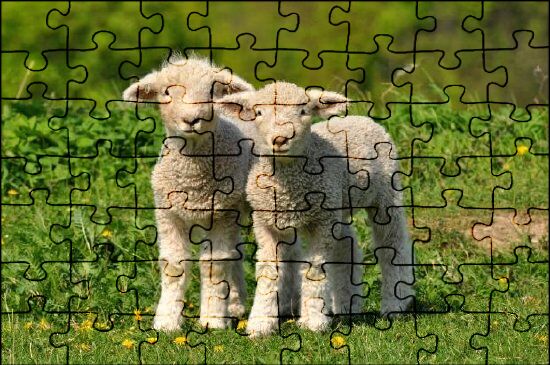 Two Cute Lambs Jigsaw Puzzle Online | Jspuzzles.Com