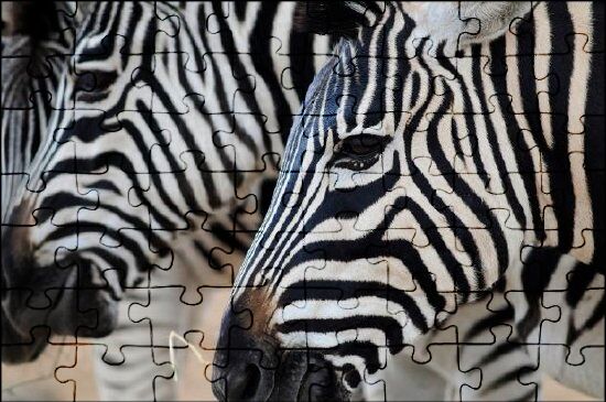 Zebras Jigsaw Puzzle Online | Jspuzzles.Com
